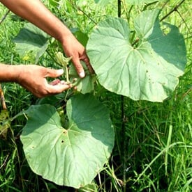 Home [www.dahryn.com]