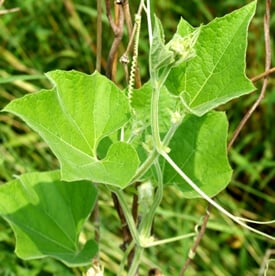 Home [www.dahryn.com]