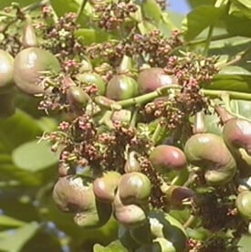 Home [www.dahryn.com]